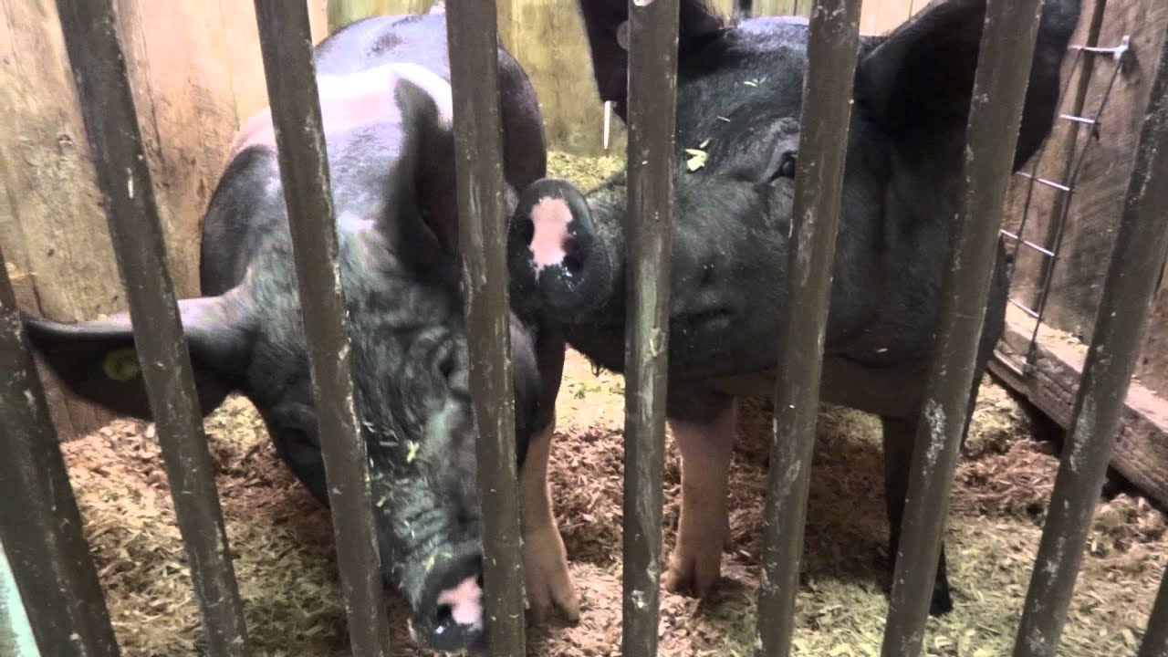 Snorting pigs at the Frederick Fair - YouTube