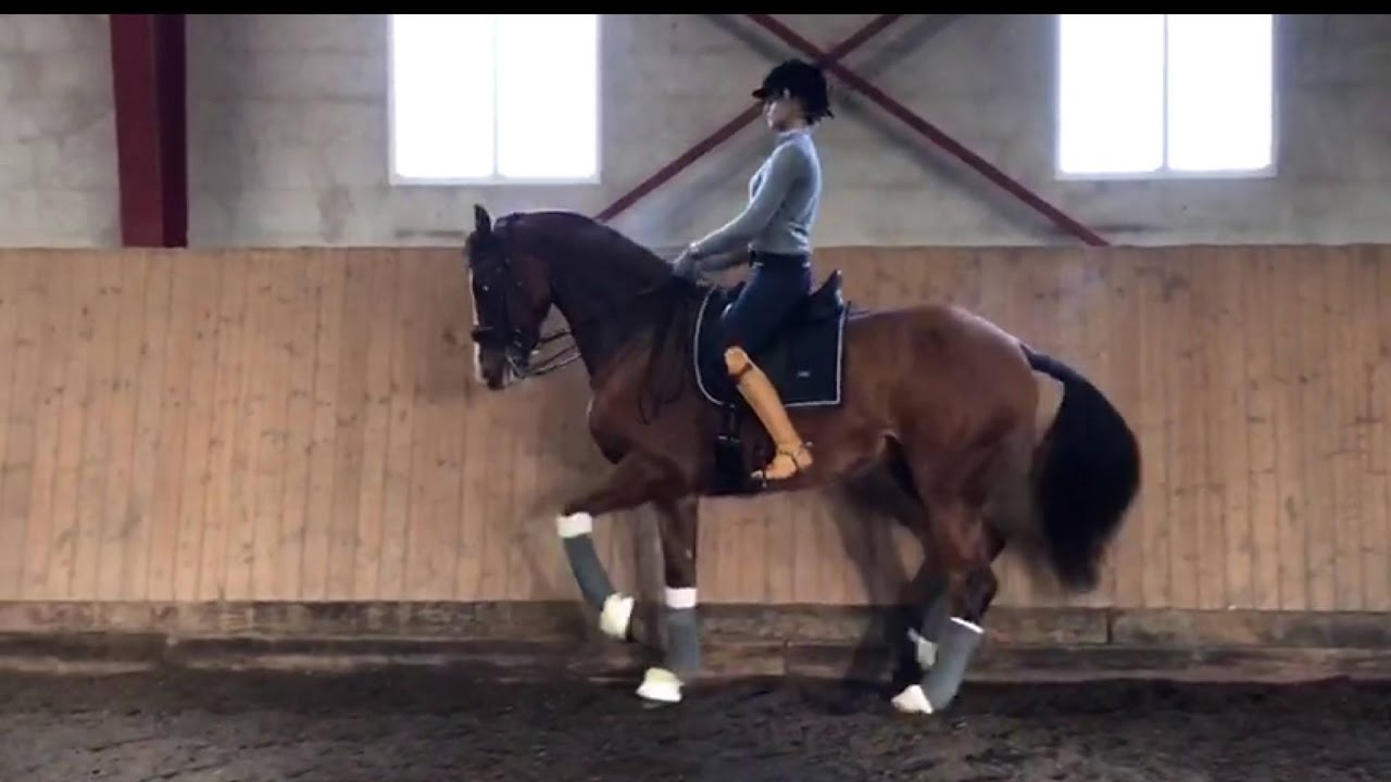 SOLD! Dressage for the future - Elenore Simberg - YouTube
