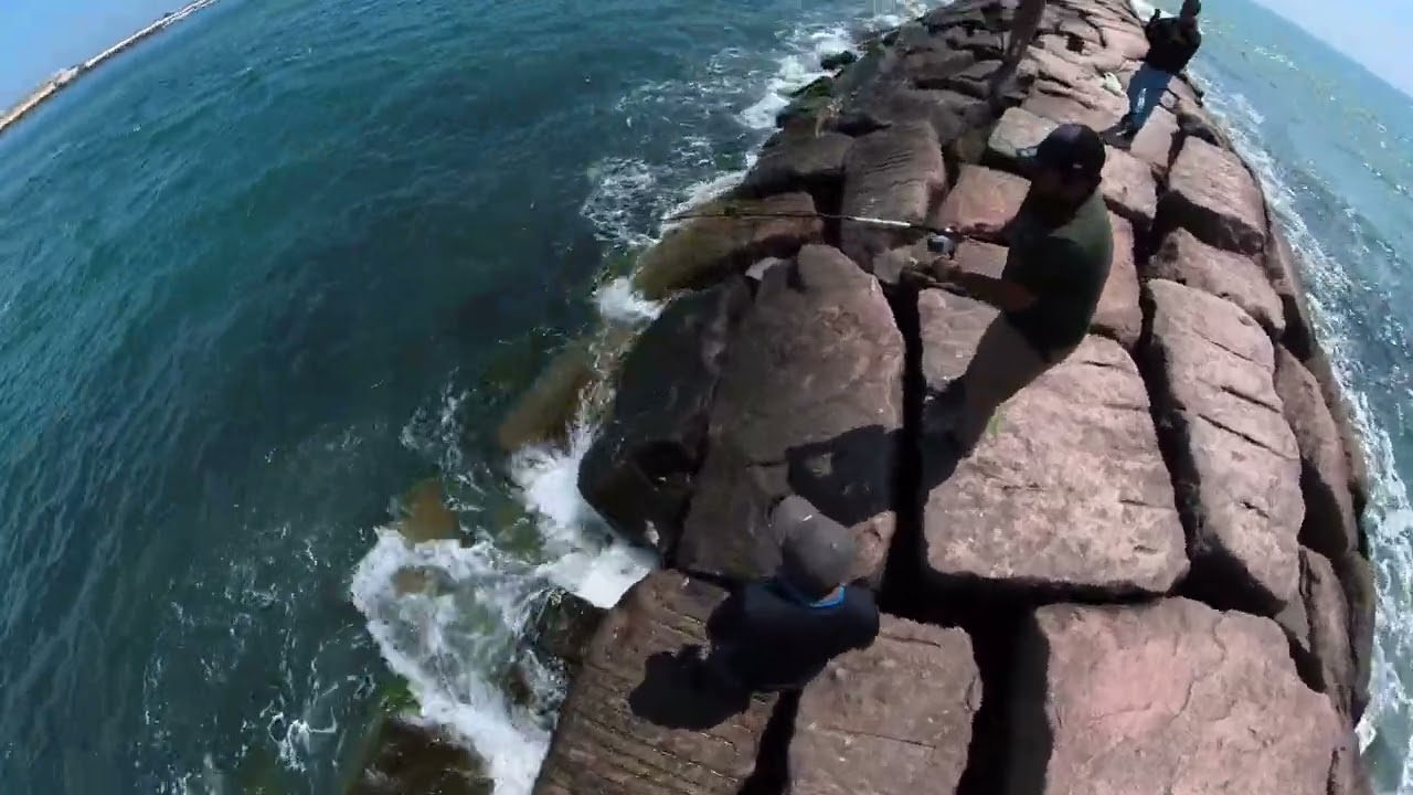 Bluefish Frenzy! Everyone caught their limits at the Jetty!! - YouTube