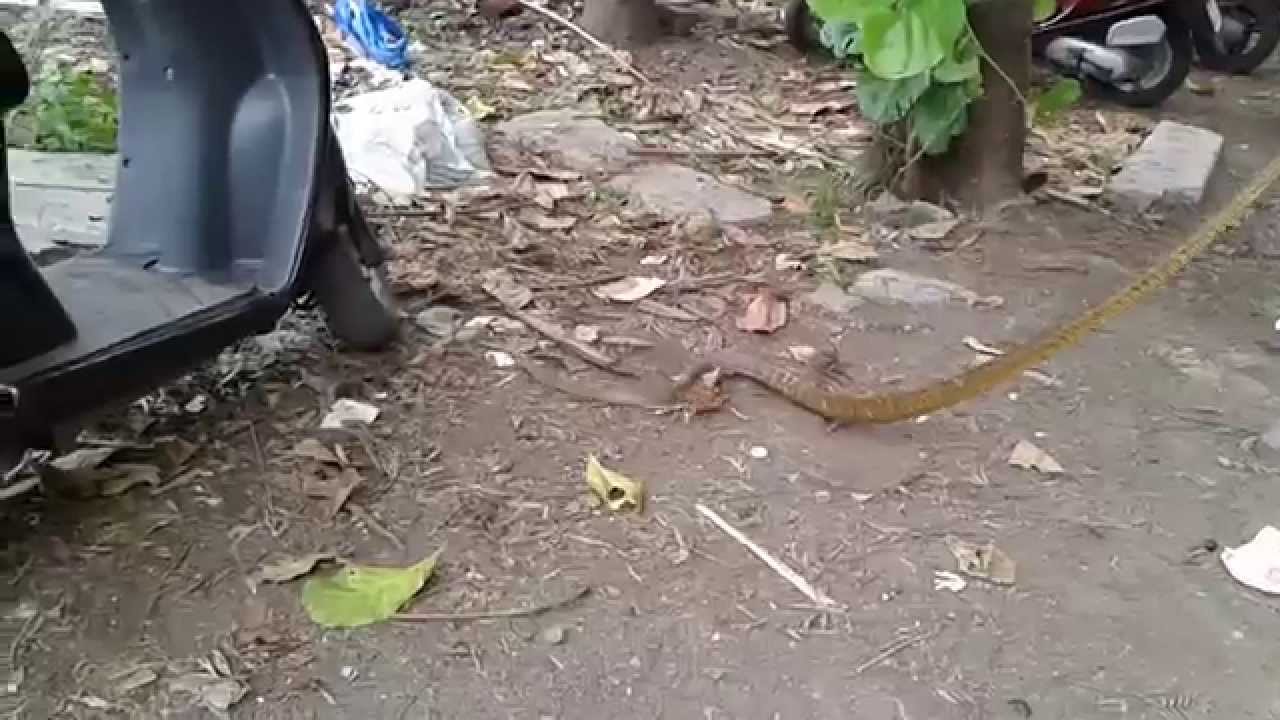 Dhaman Snake ratsnake - YouTube