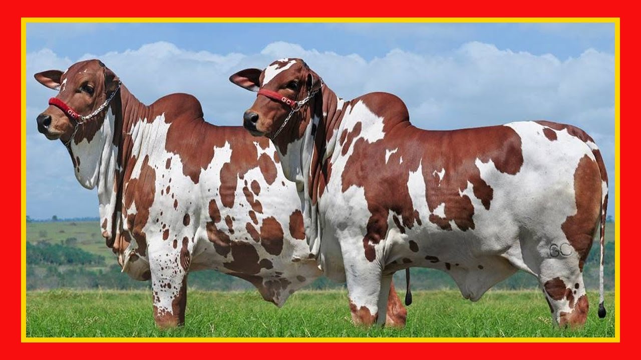 🔴 NELORE PINTADO - YouTube