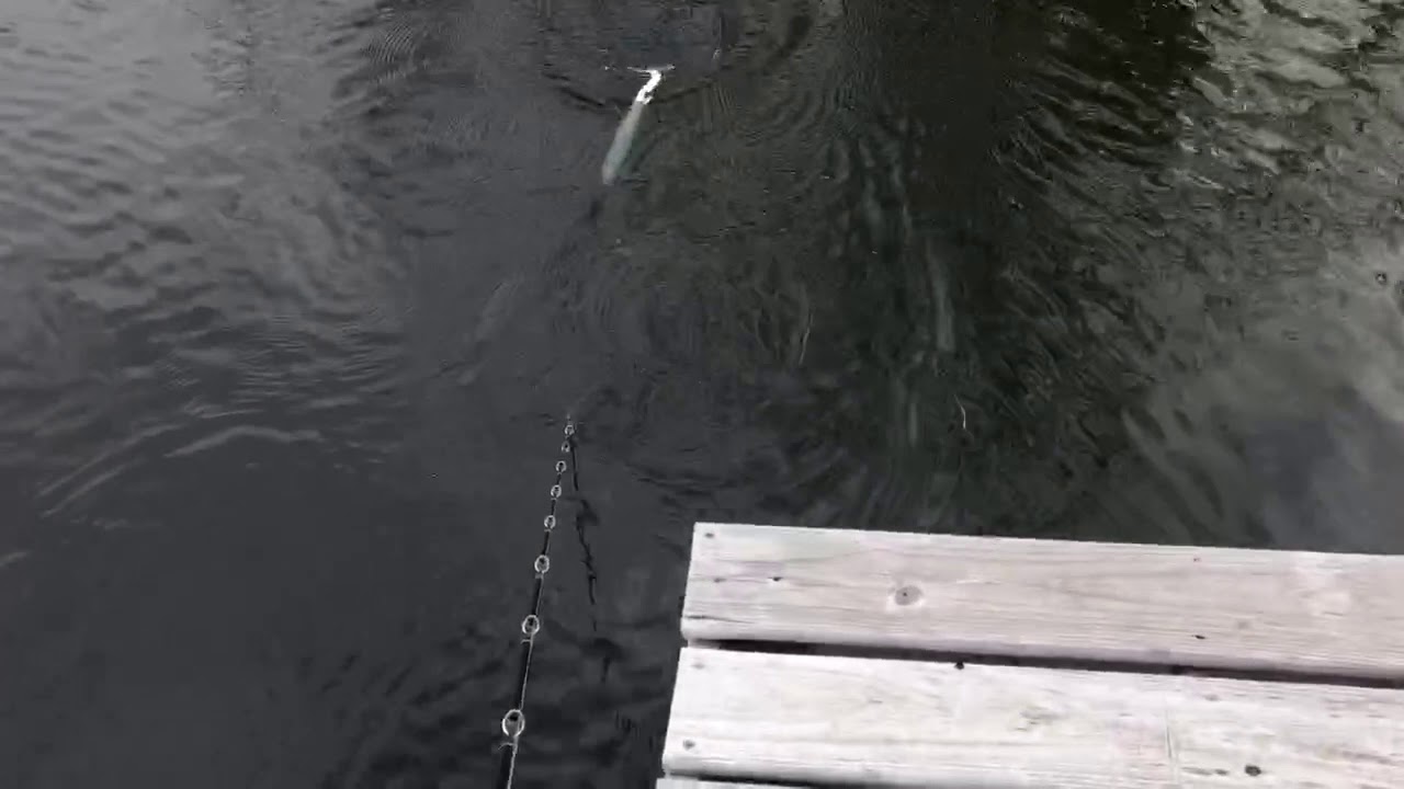 T-Bone Tail Jerkbait Dead Musky Jerkbait Widowmaker - YouTube