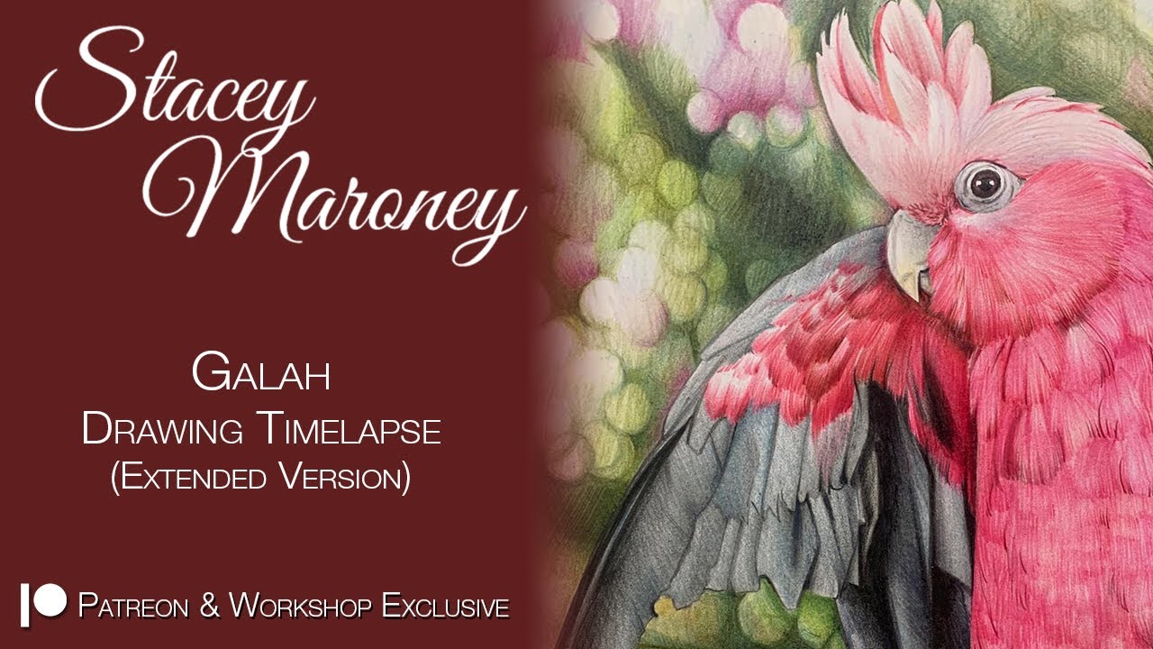 Drawing a Pink and Grey Galah in coloured pencil - EXTENDED version ...