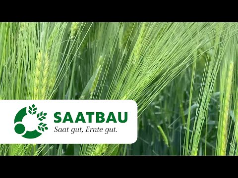 Bestandesführung Wintergerste Ende Mai/Anfang Juni 2021 | SAATBAU LINZ