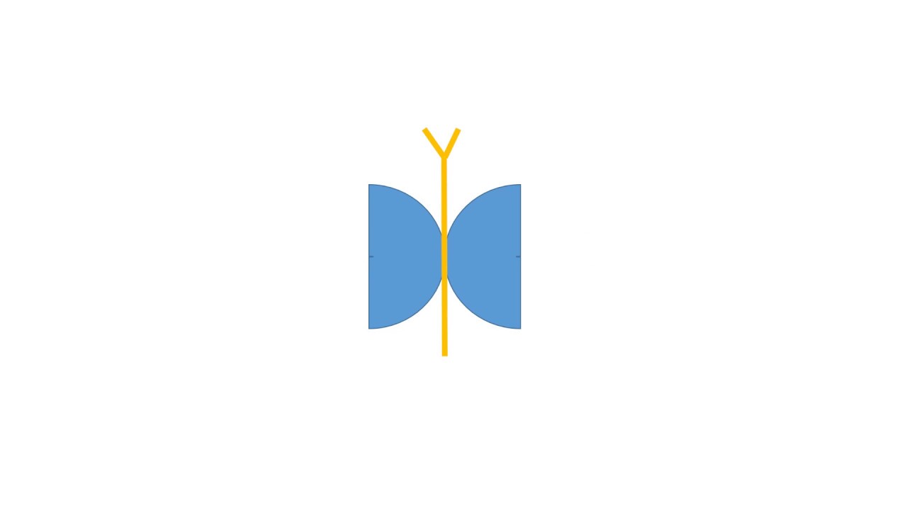 Butterfly Animation - YouTube