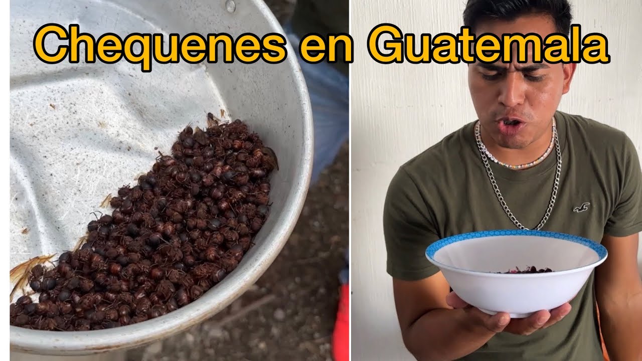 Chequenes en Guatemala 🐜🇬🇹 - YouTube