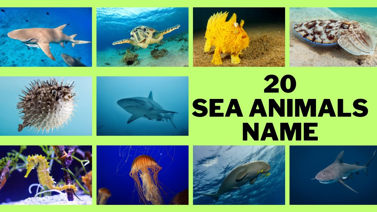 20 Sea Animals | Aquatic animals names in English | Kids vocabulary ...