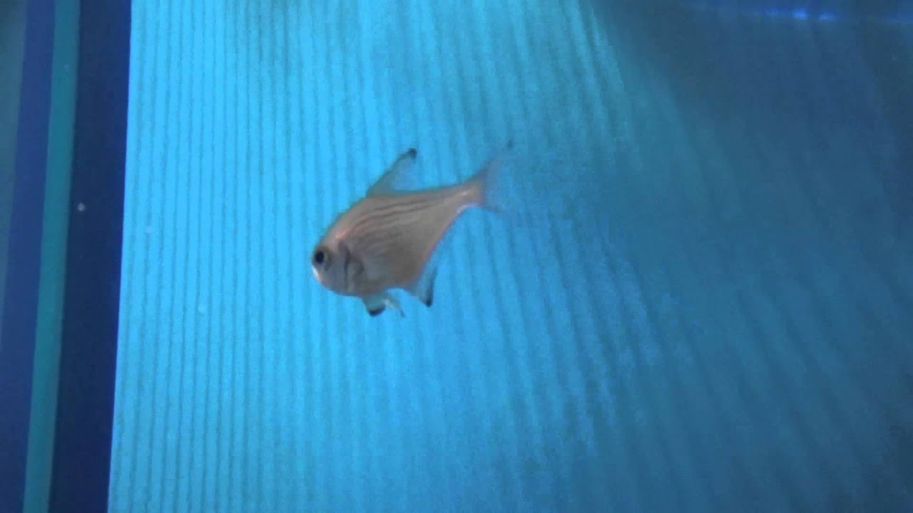 コモンブルズアイ Common bullseye Pempheris multiradiata - YouTube