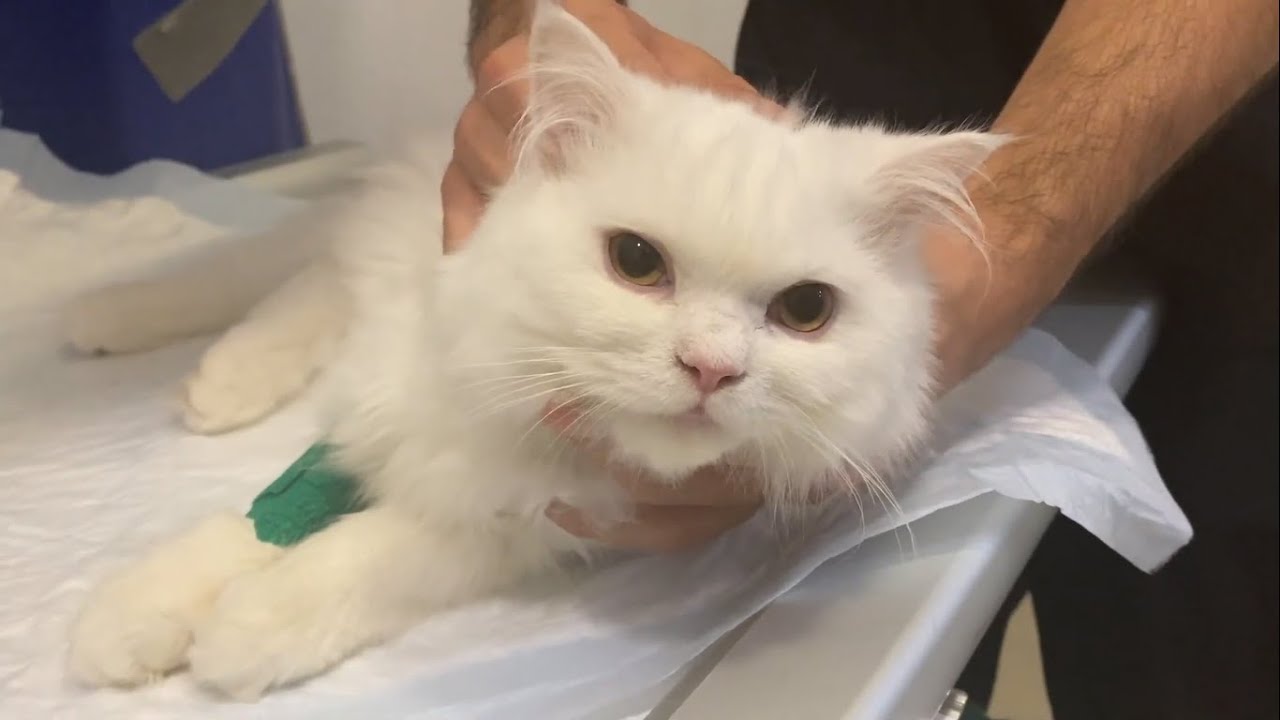 CATS: Urgent removal of foreign body - YouTube