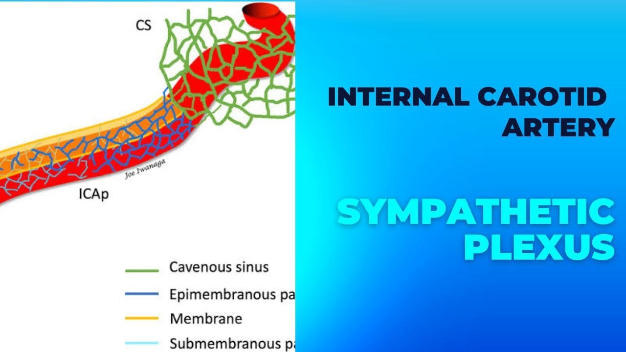 sympathetic plexus in head neck , horner's syndrome MRCS question solve ...