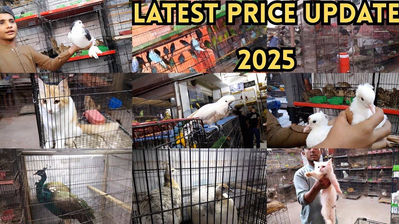 Cheapest Birds,Cats,Pets Market Latest Price Update | Exotic Birds ...