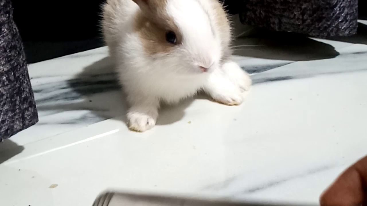 Rabbit Bunny playing with baby - YouTube