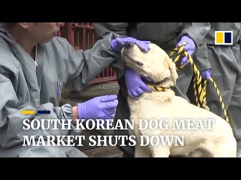South Korean dog meat market closes after 60 years of gruesome slaughter