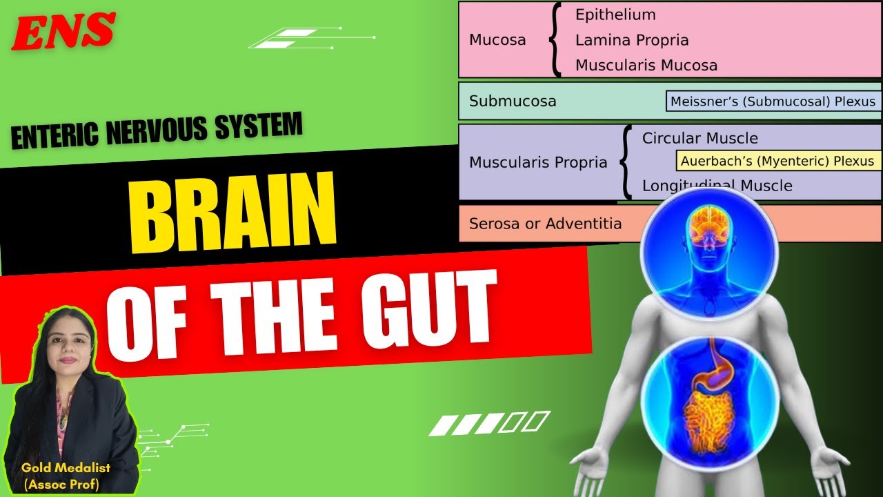 Enteric Nervous System - ENS (Brain of Gut) by Dr. Nikita - YouTube