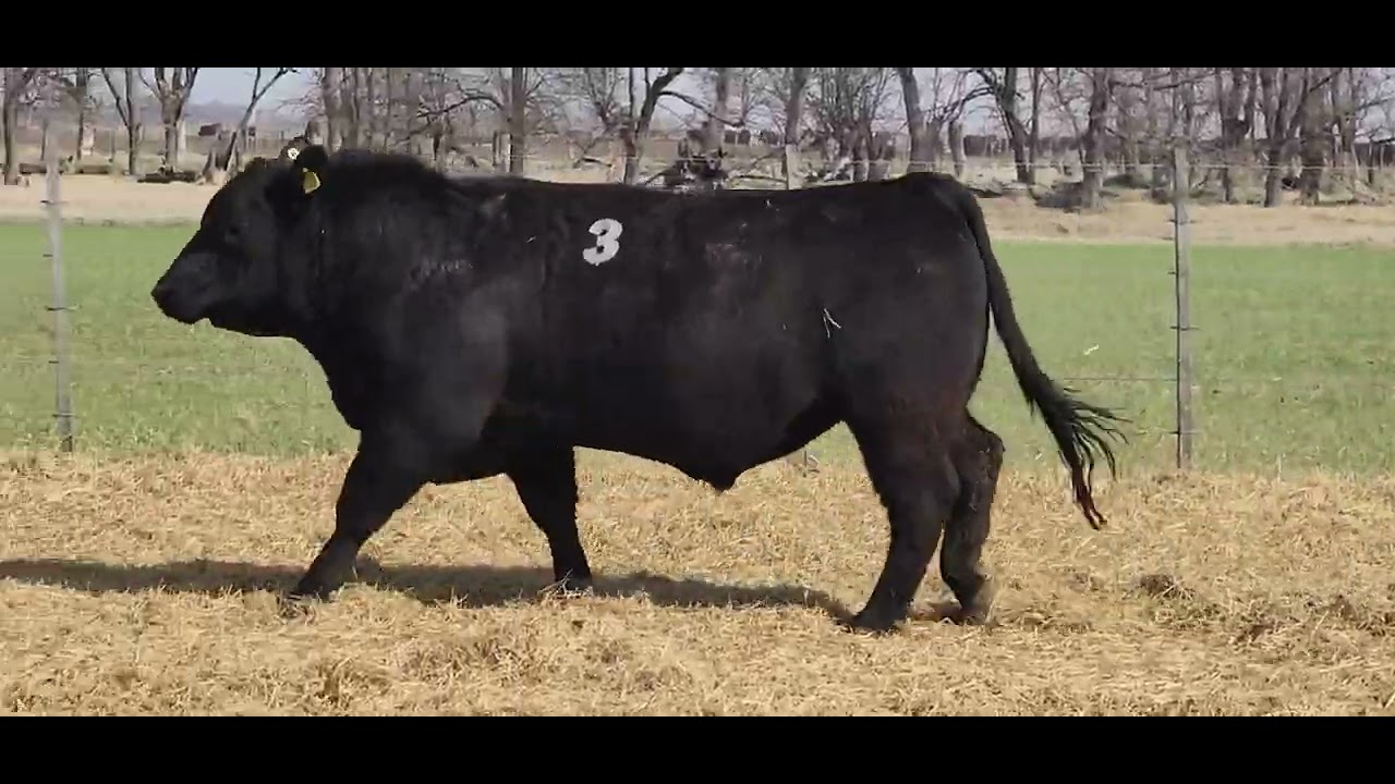 Toro N° 3 - YouTube