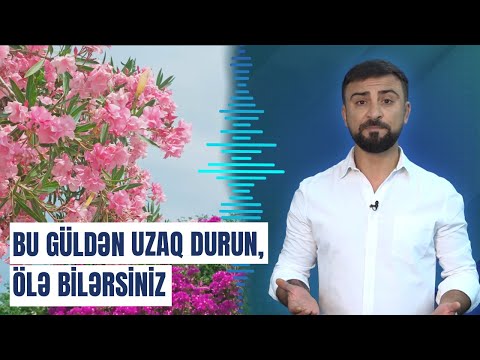 Bakıda zəhərli bitki insanlara təhlükə yaradır