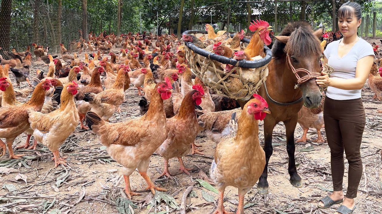 Harvesting Many Chicken Goes To The Market Sell - Raising Chickens and ...