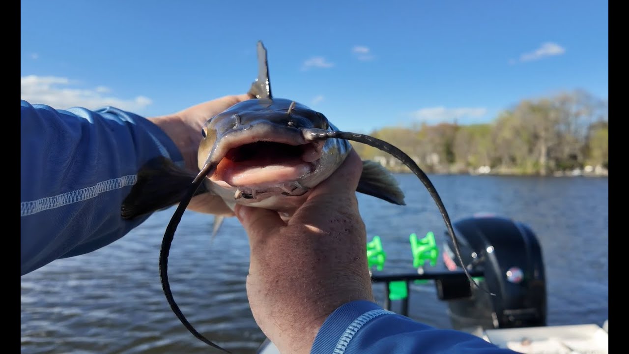 Cinco De MEOW (Spring Catfish) - YouTube