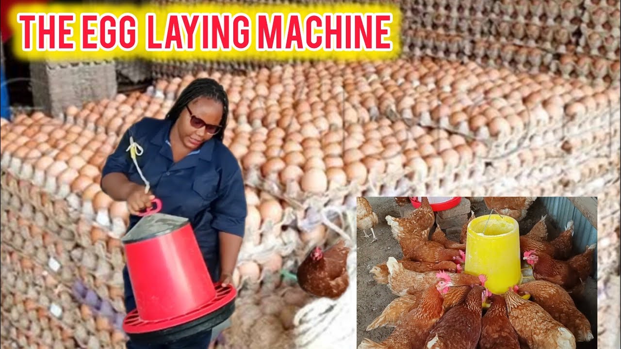 How The Cheapest Breed Of Chicken Turned Into An Egg laying Machine💃💃 ...