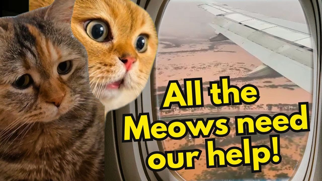 Two Cats are rescuing Cats in a Tragic Flood in Brazil - YouTube