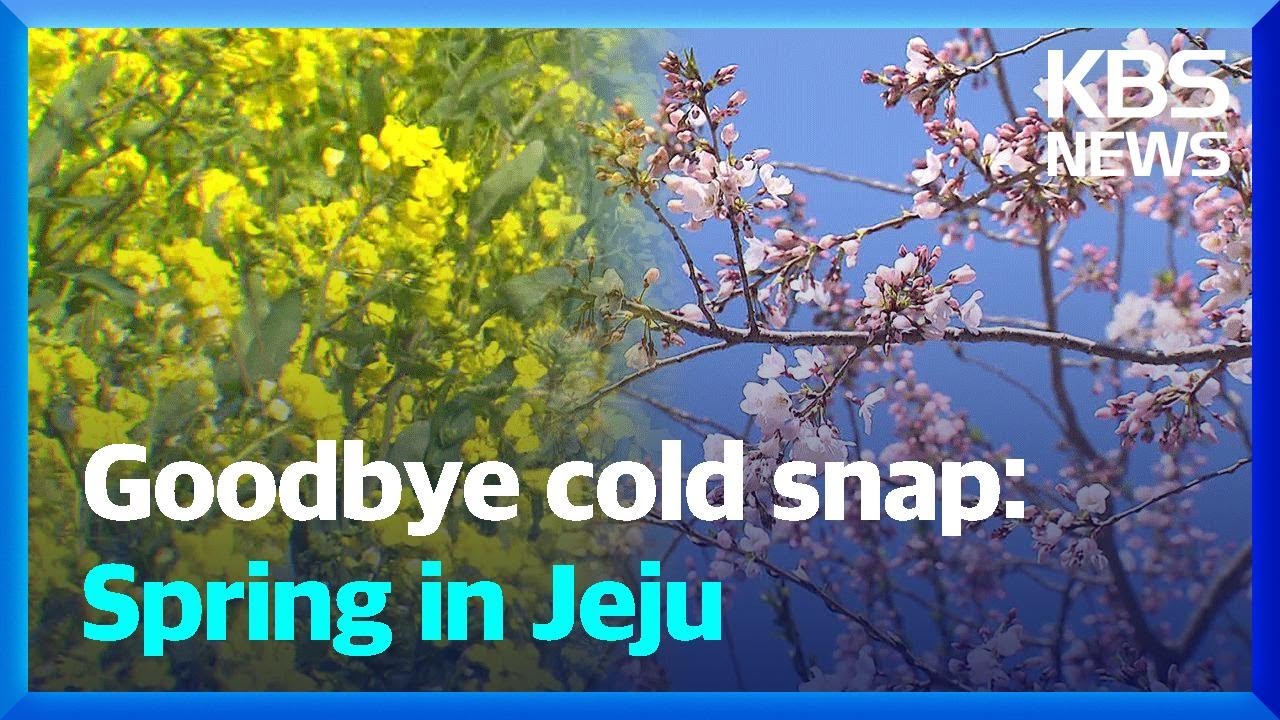 Goodbye cold snap: Spring in Jeju / KBS 2025.03.20. - YouTube