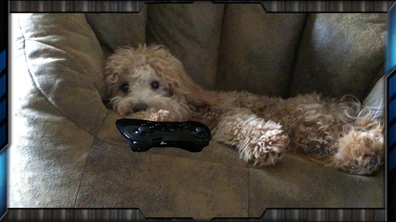 PUPPY PLAYS MINECRAFT! - YouTube