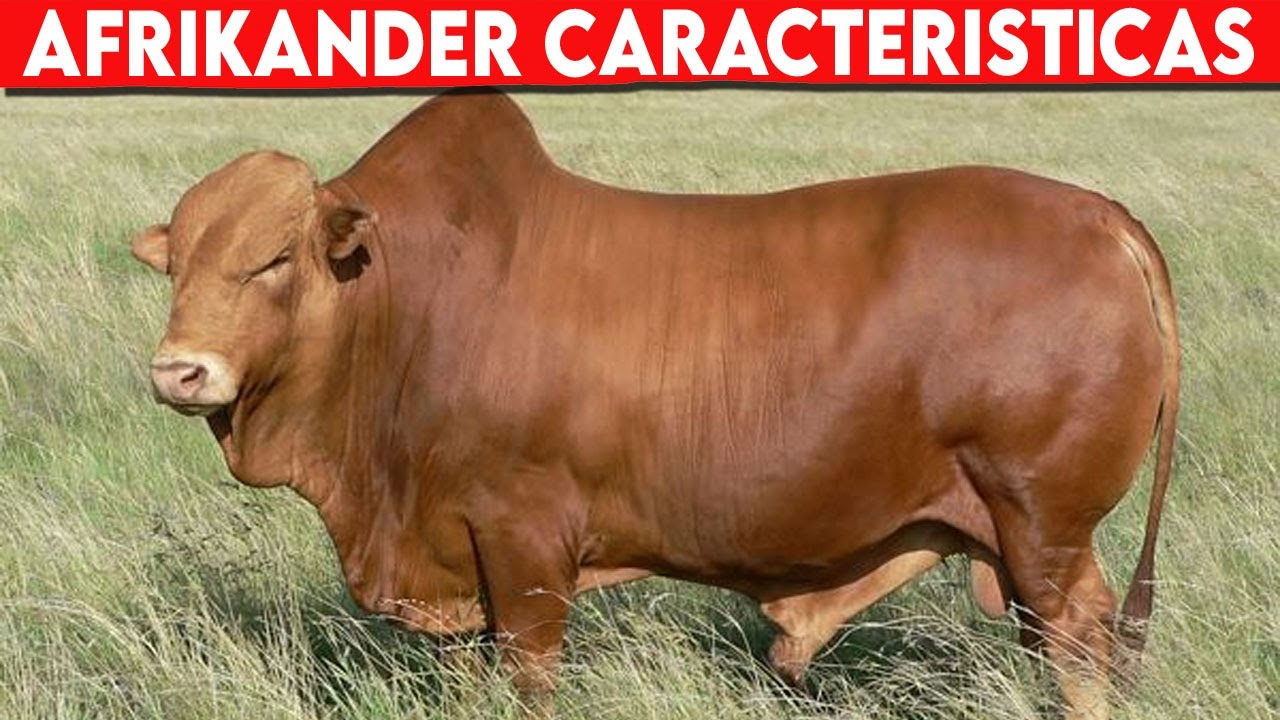 🔴 RAZA AFRIKANDER CARACTERÍSTICAS Ganadería Vacuna - YouTube