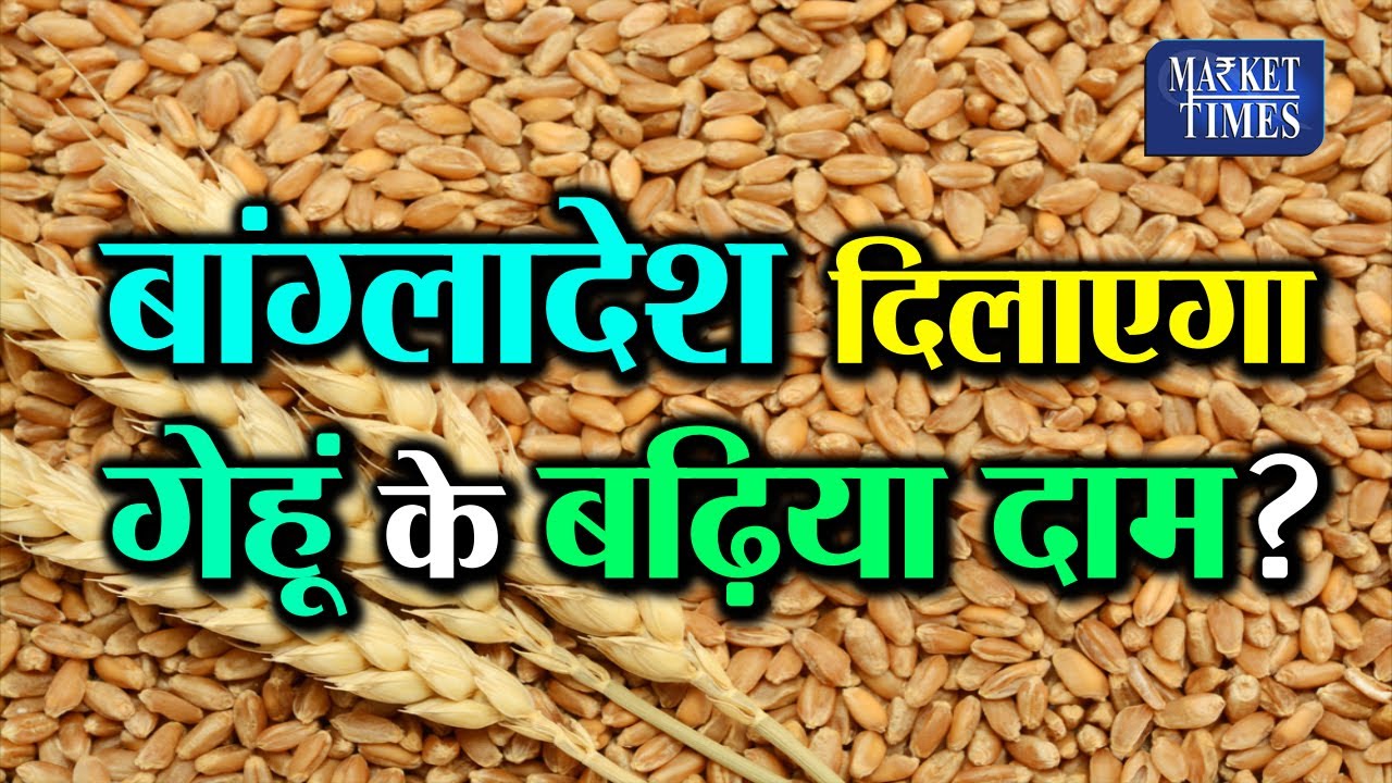 #wheat#gehun#anaj#grain#mandipirceबांग्लादेश की खरीद बढ़ाऐगी गेहूं की ...