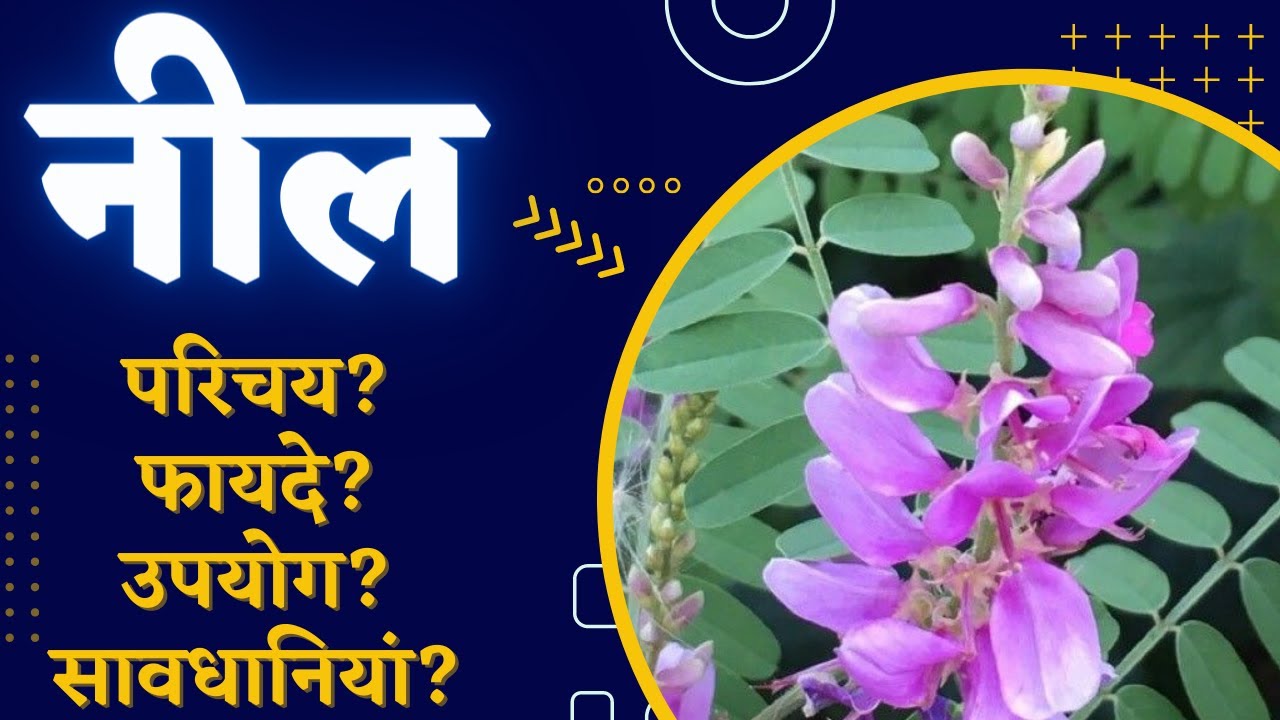 neel ka paudha | नील का पौधा | indigo plant | indigo ka paudha ...