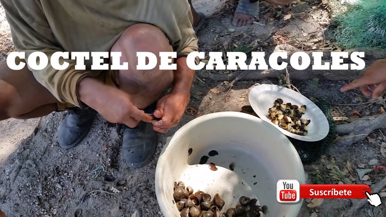 COCTEL DE CARACOL DE RÍO - YouTube