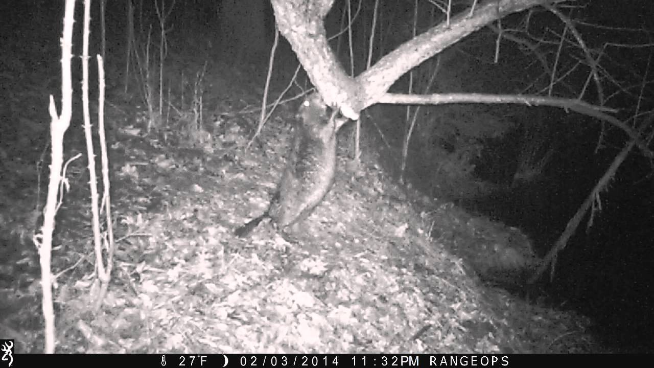 Beaver on a Trail Camera - YouTube