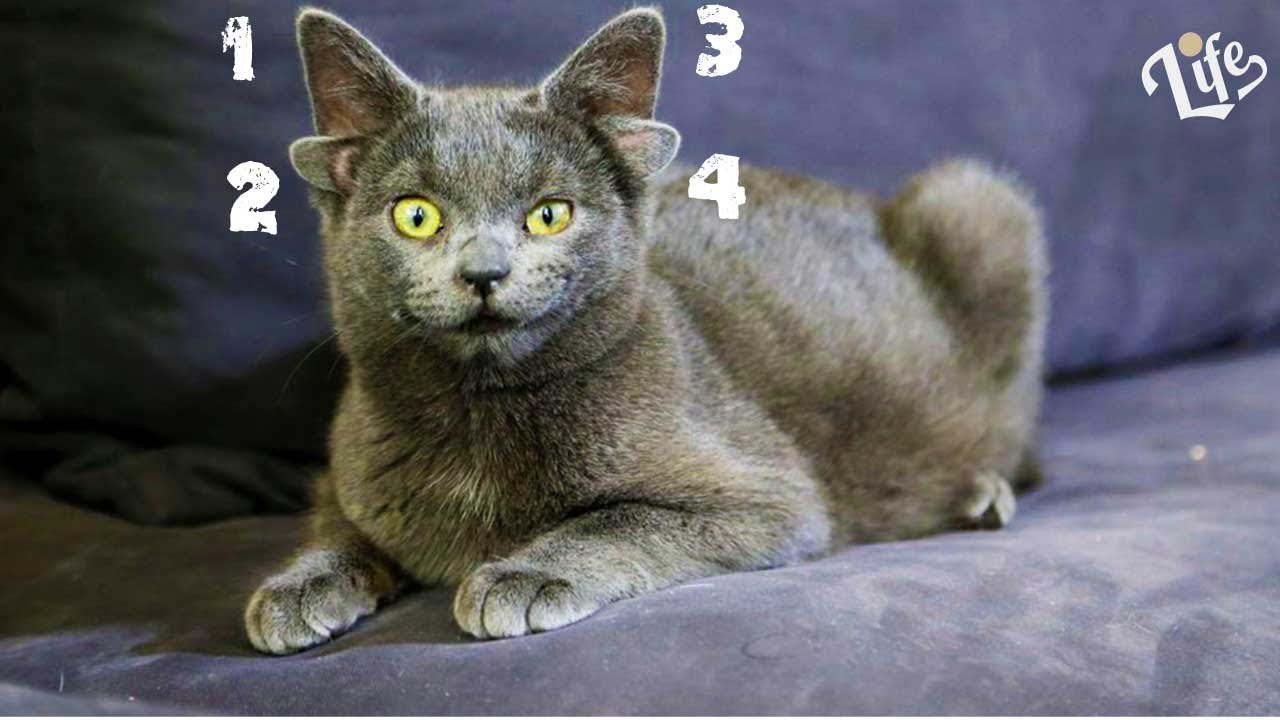 CAT with FOUR EARS… Meet Midas the Internet Sensation - YouTube