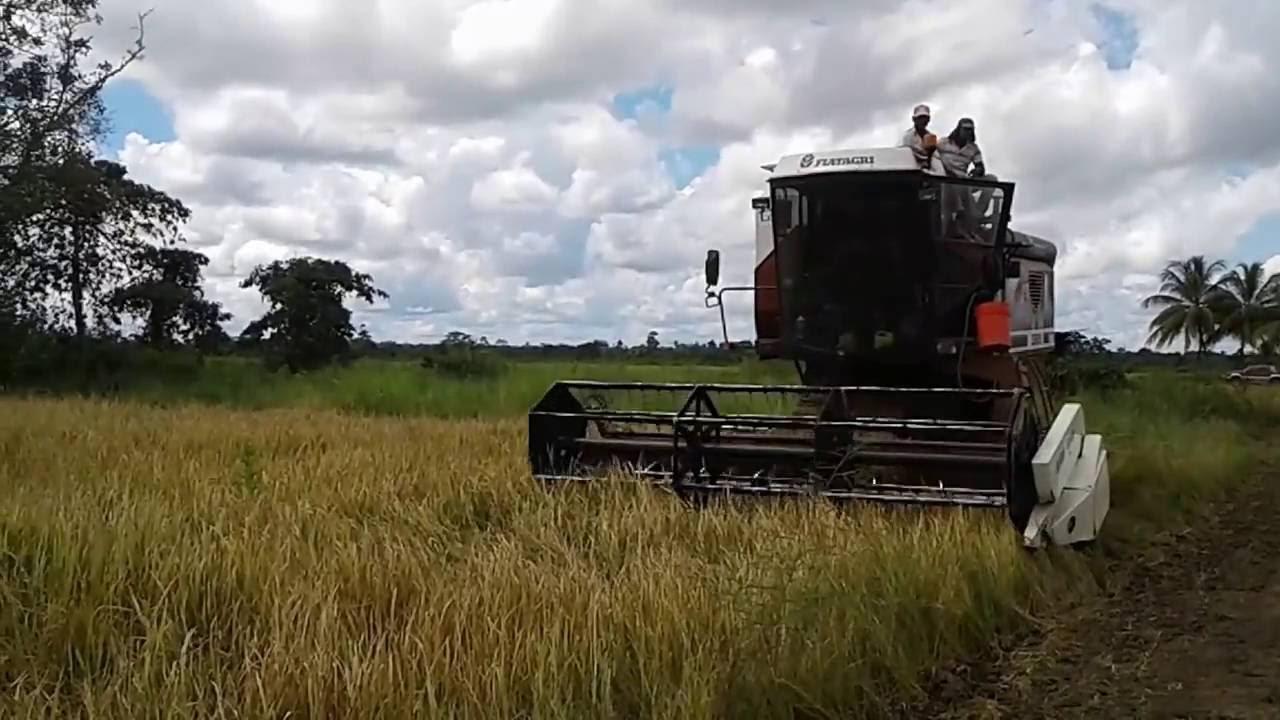 Suriname, Combine Rice Harvesting, Laverda Fiatagri 3500 - YouTube