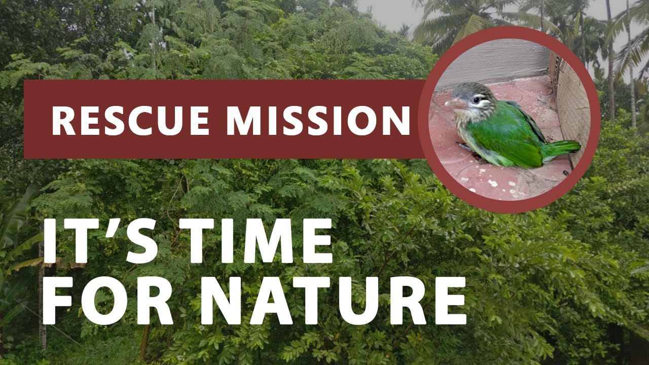 It's time for Nature - Environment Day - YouTube