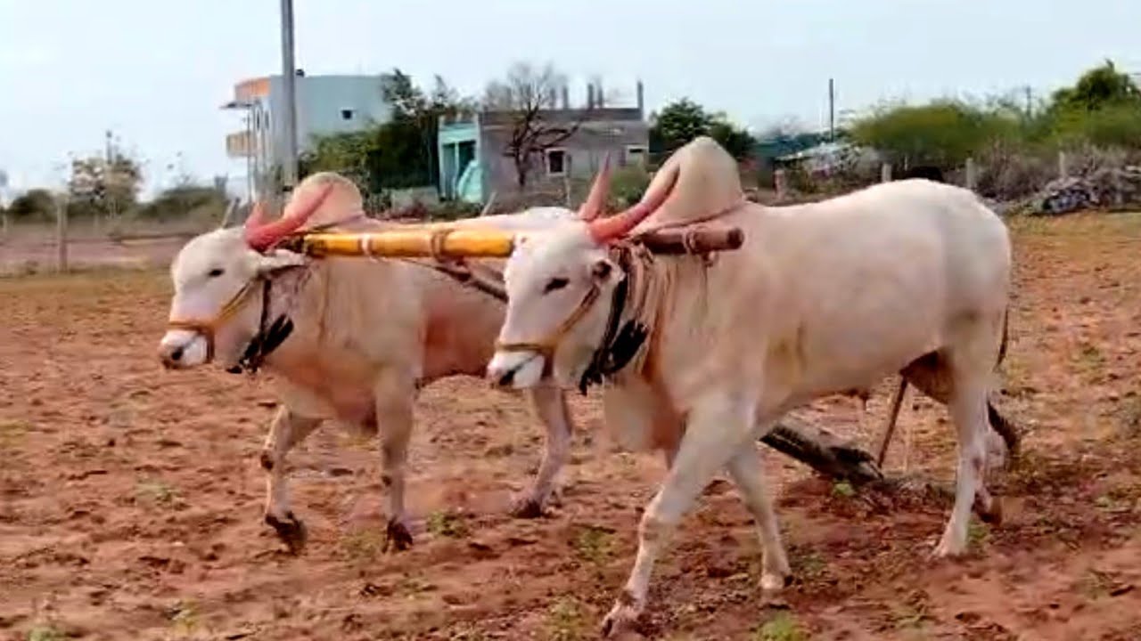 Rowdy Bulls very intelligent killer Bulls|| VIP Bulls|| - YouTube