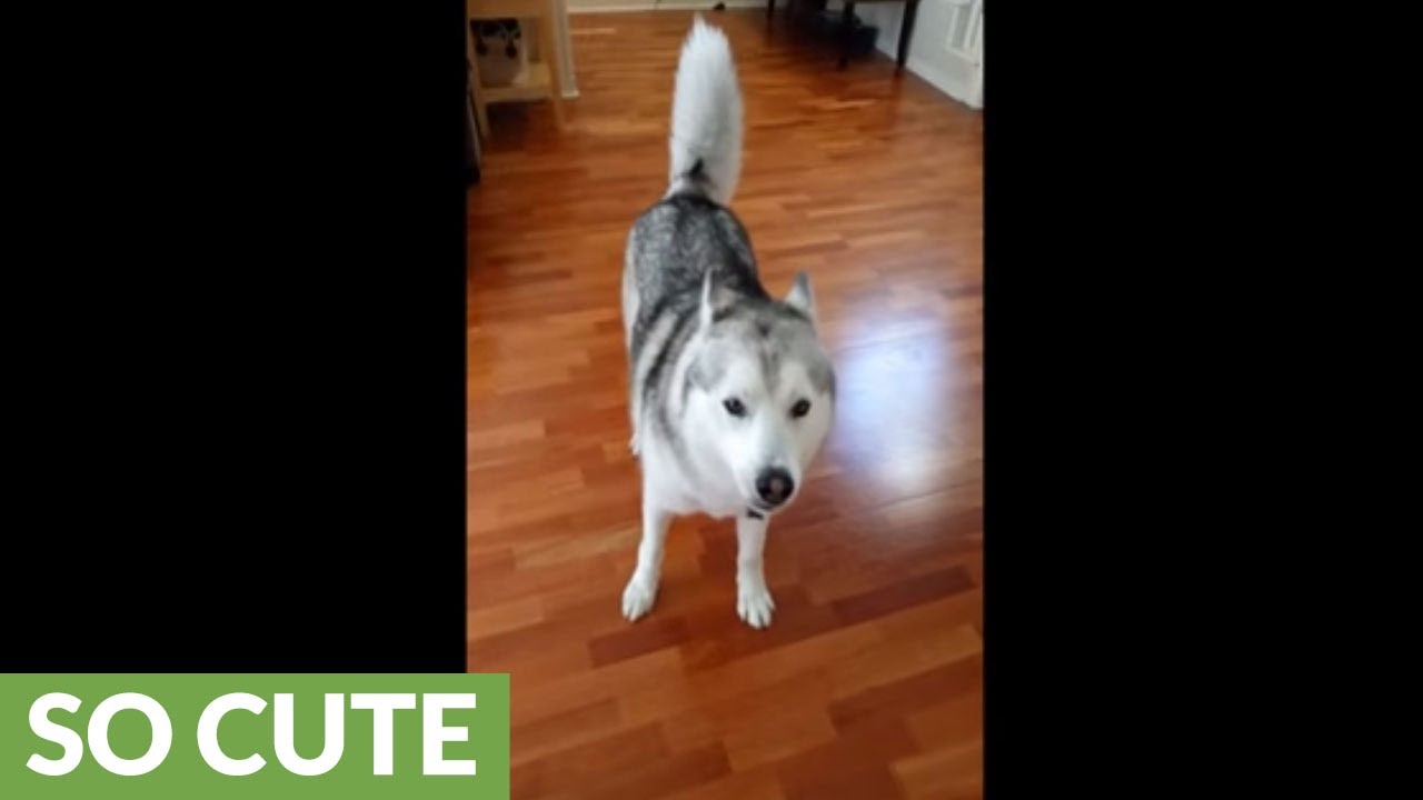 Extremely energetic husky plays with owner - YouTube