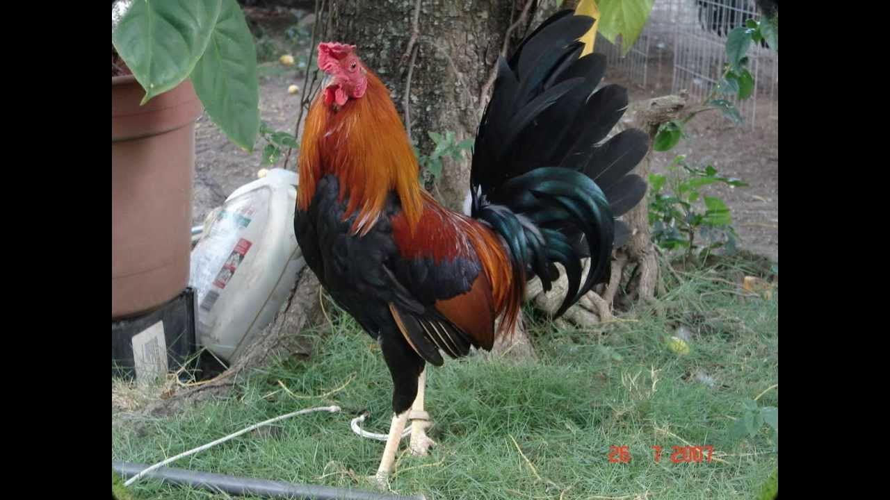 para puro gallero cabron - YouTube