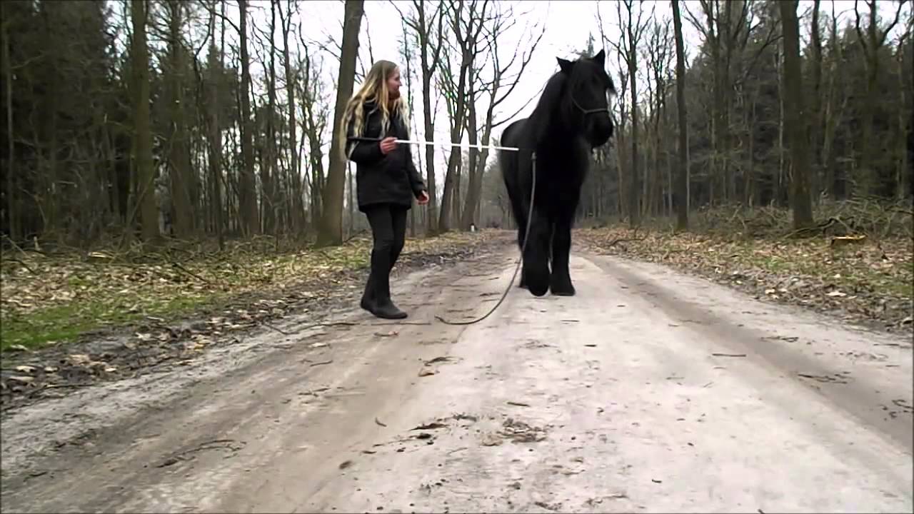 Fell Pony Nero- Liberty in the Forest (2nd time) - YouTube