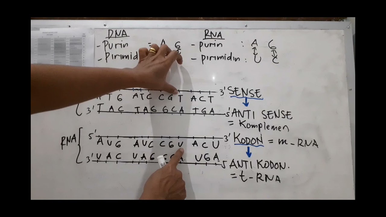 Sense, Anti sense , Kodon dan Anti kodon - YouTube
