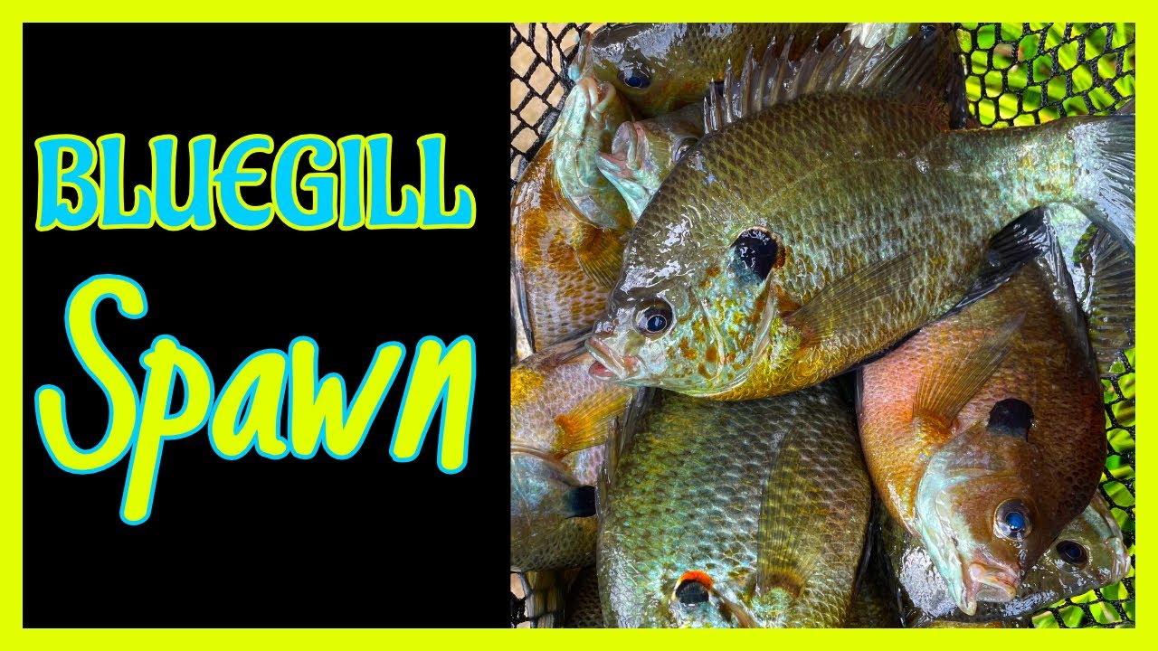 Fishing Bluegill Spawning Beds - YouTube