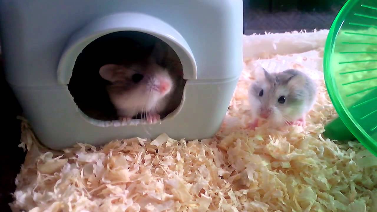 Roborovski hamsters - YouTube