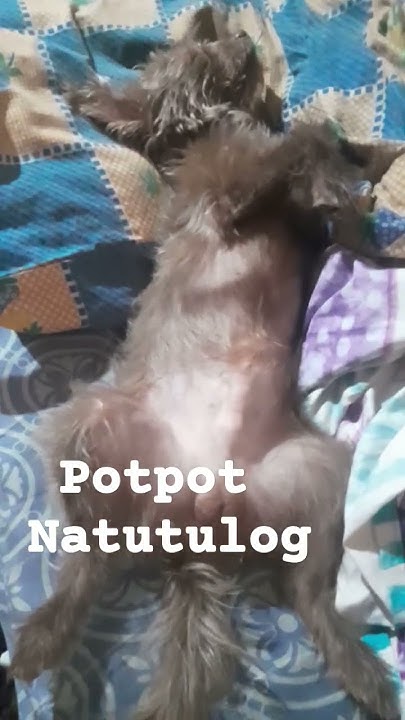 PotPot natutulog nang mahimbing sa kanyang unan.. - YouTube
