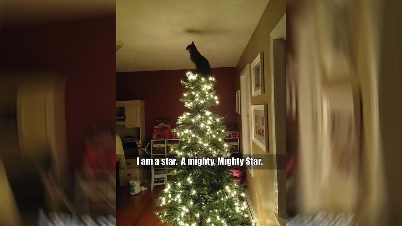 Cats 🙀 vs christmas tree 🎄 | Funny and adorable cat videos 2022 - YouTube