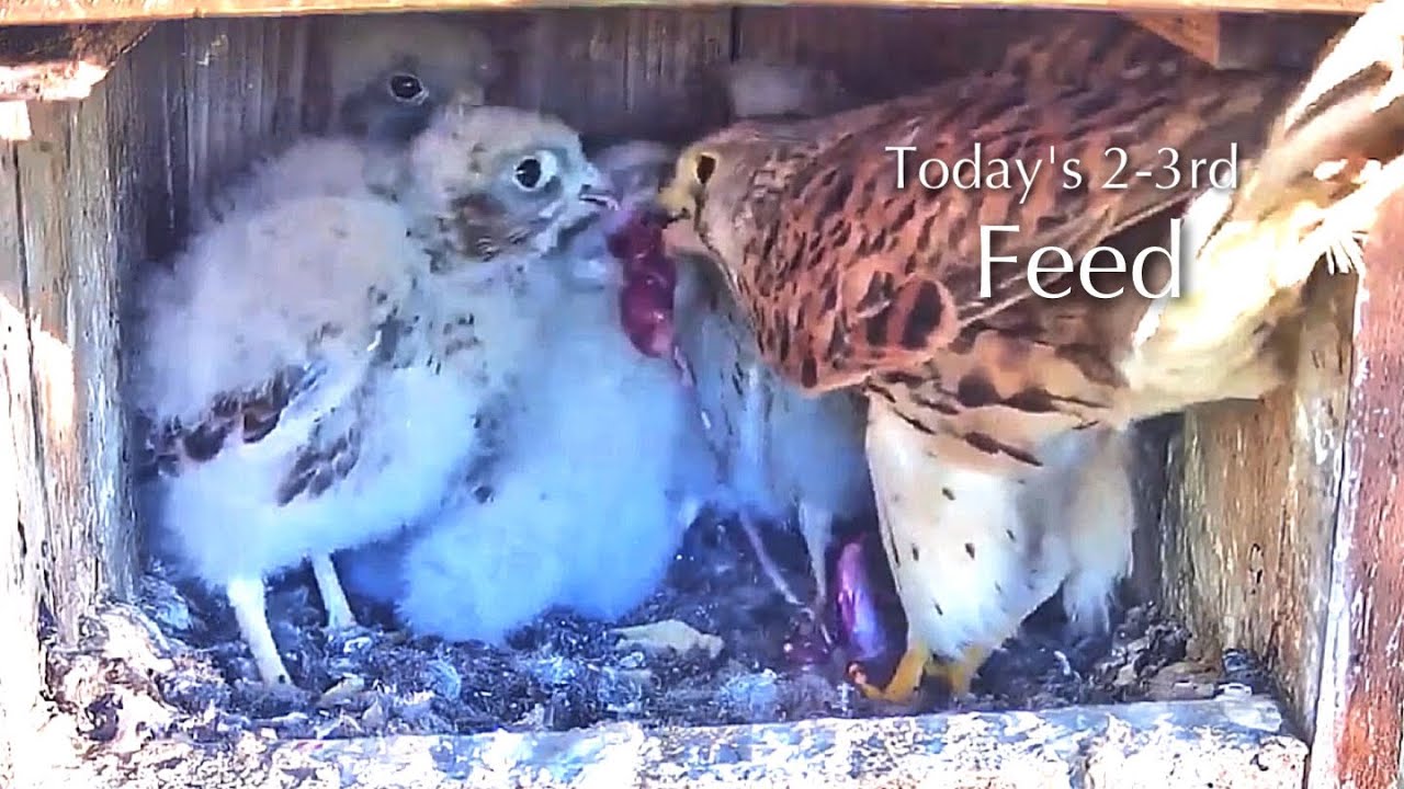 #34🦤🐥20°🐥20°🐥20°🐥19°※ Estimated ／Kestrel Nest 2025／BOX20🇭🇺Tiszanagyfalu ...