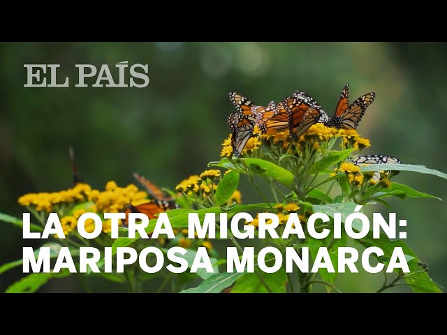 Mariposas No Migratorias