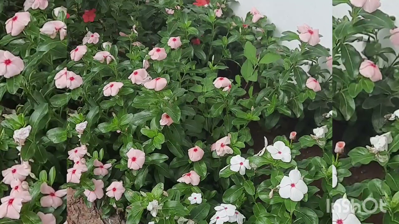 Chavelitas Flores - YouTube