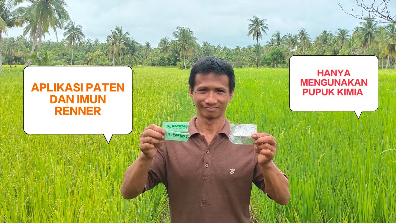 4 MINGGU SETELAH PENYEMPROTAN PATEN DAN IMUN RENNER ⁉️ # ...