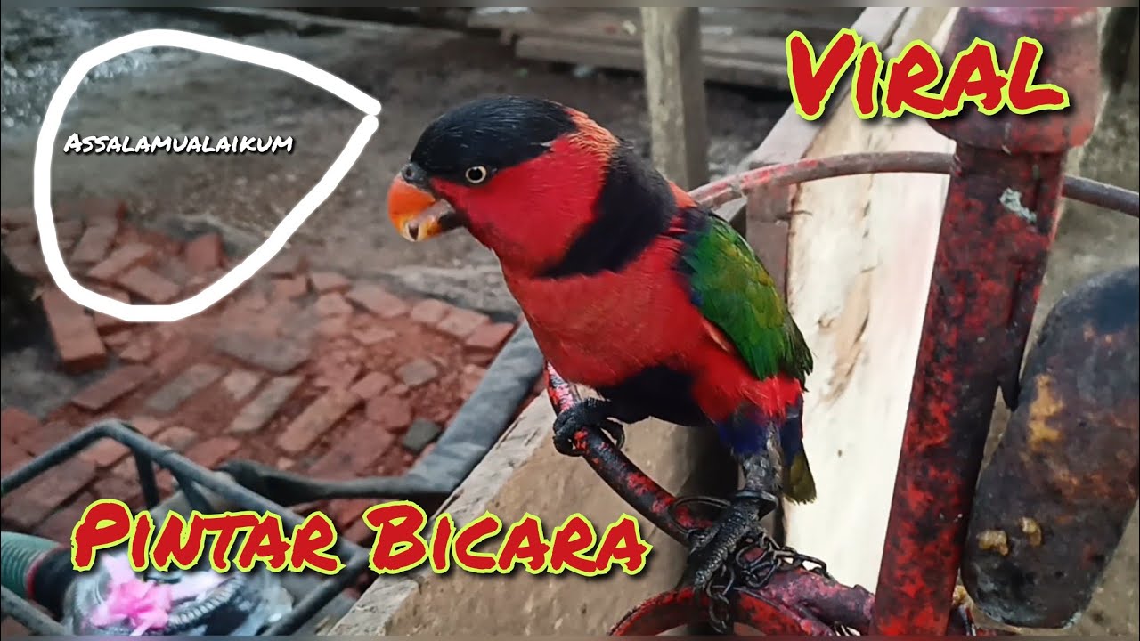 Burung Nuri pelangi / Urip sagu yg pintar bicara #nuripelangi # ...