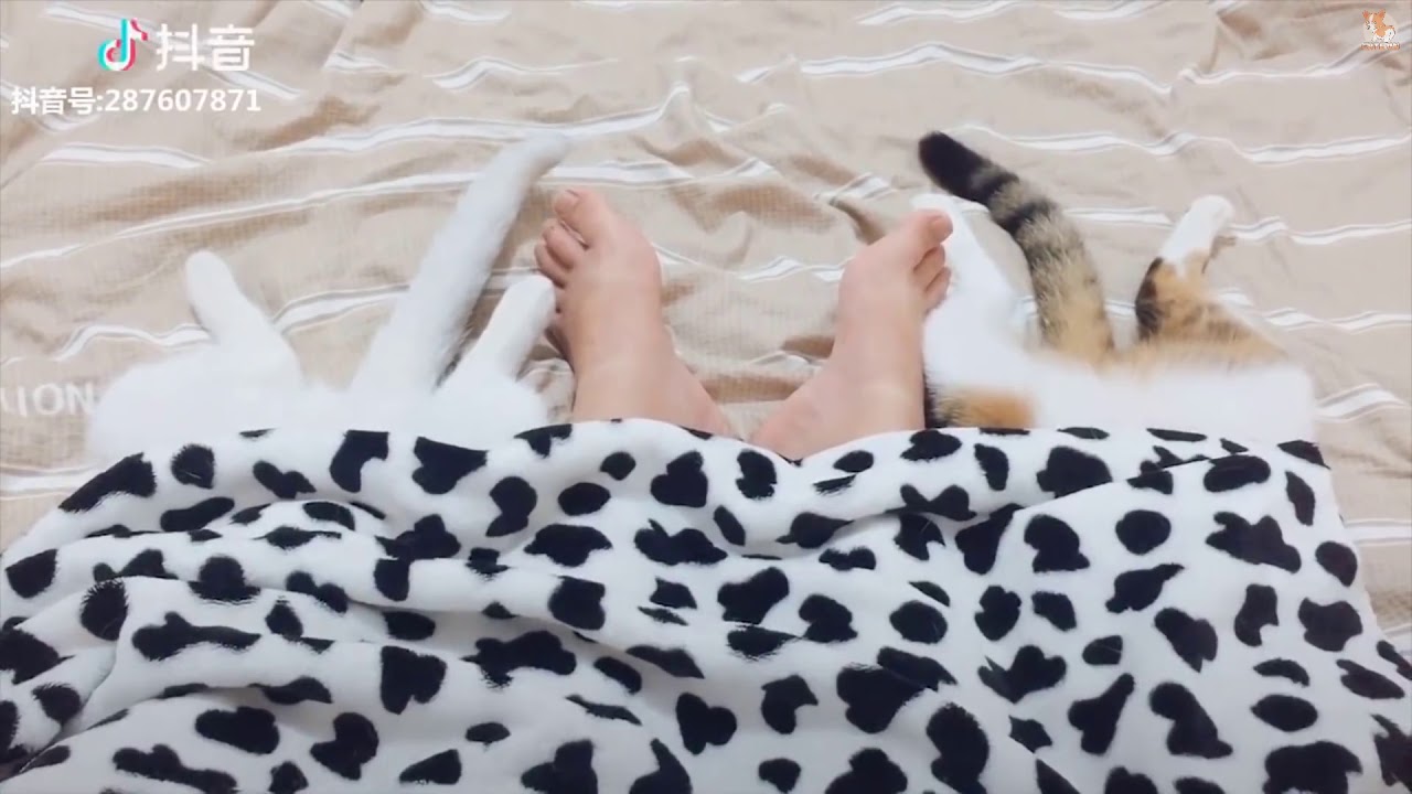 Aww funny and cute animals compilation 2019😀😆😘😆 - YouTube