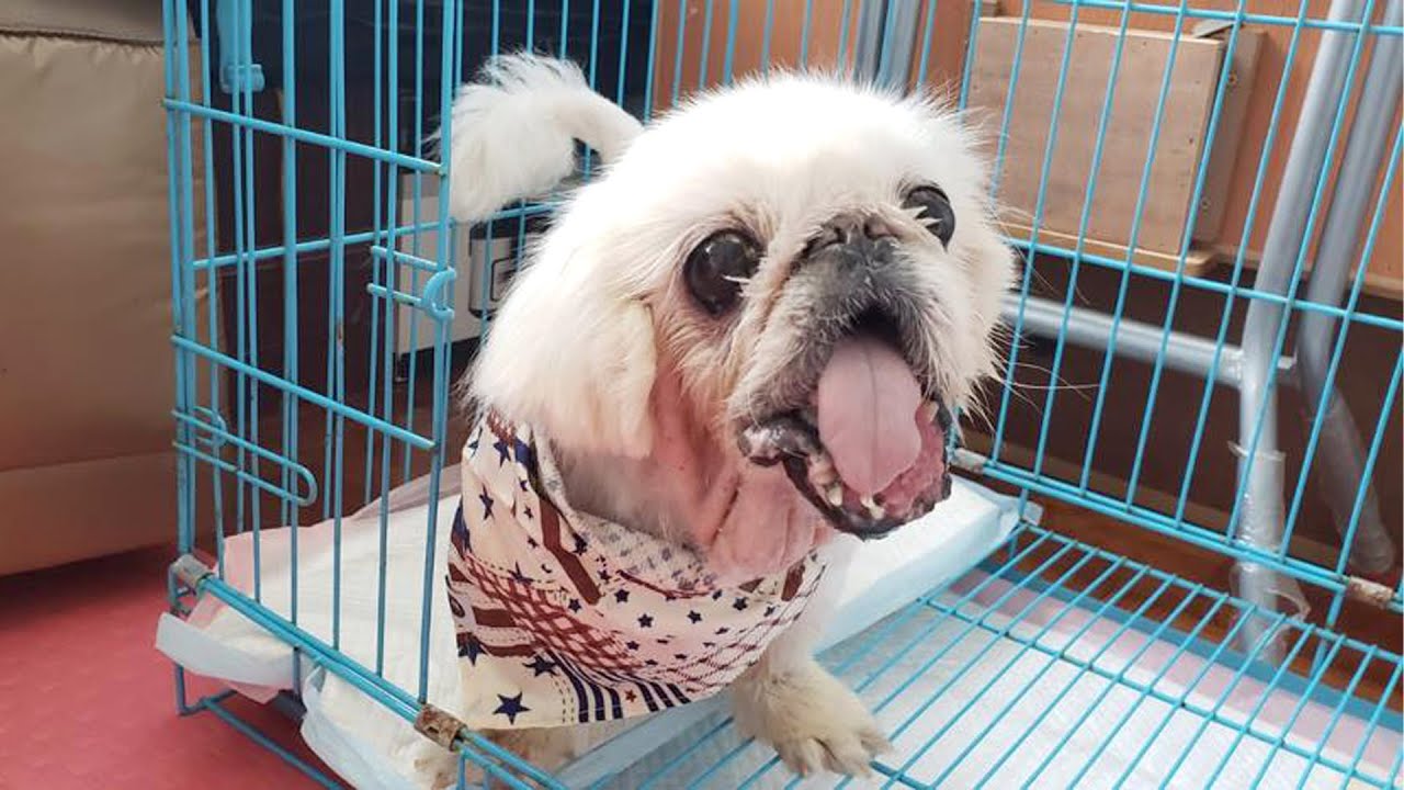 Rescue The Paralyzed Puppy Abandoned Because He Had A Large Tumor In rescue-the-paralyzed-puppy-abandoned-because-he-had-a-large-tumor-in